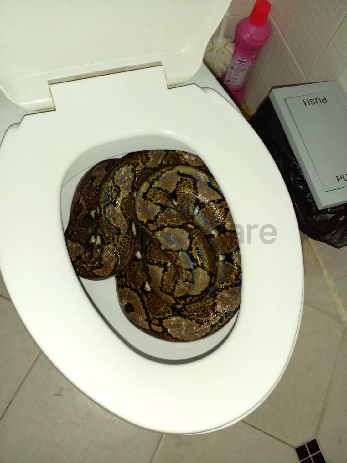 Massive 12-foot python slithers through toilet, startled homeowner ...